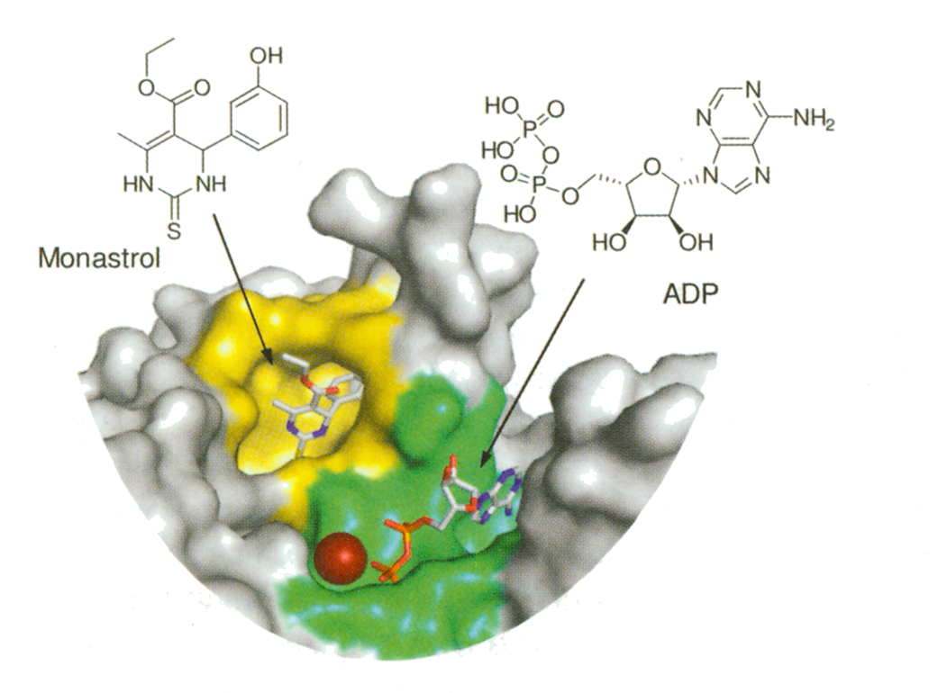药物设计与新药发现-小分子药物